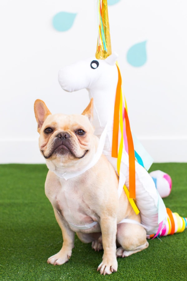 DIY Pool Float Costume For The Pups | Sugar & Cloth