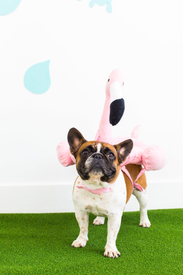 DIY Pool Float Costume For The Pups | Sugar & Cloth