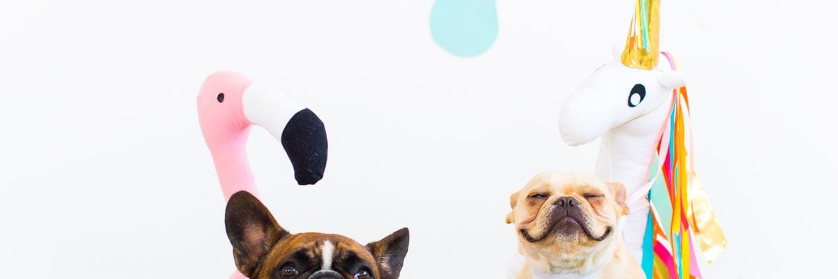 DIY Pool Float Costume For The Pups | Sugar & Cloth