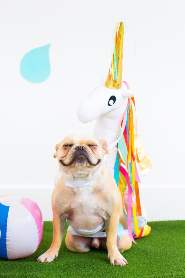 DIY Pool Float Costume For The Pups | Sugar & Cloth